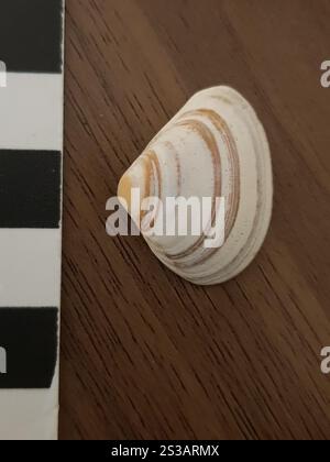 cut trough shell (Spisula subtruncata) from the Dutch North Sea coast ...