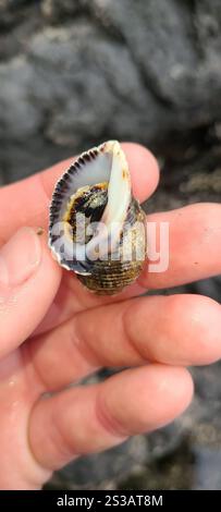 Dark Rock Shell (Haustrum haustorium Stock Photo - Alamy