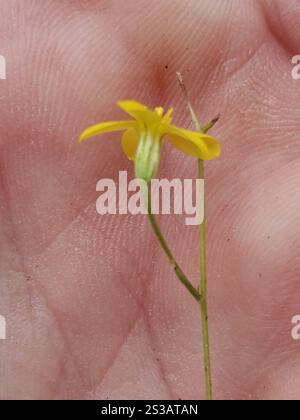 Slender Scratch Daisy (Croptilon divaricatum) Plantae Stock Photo - Alamy