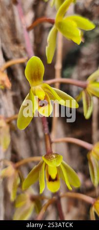 Snake Orchid (Cymbidium suave Stock Photo - Alamy