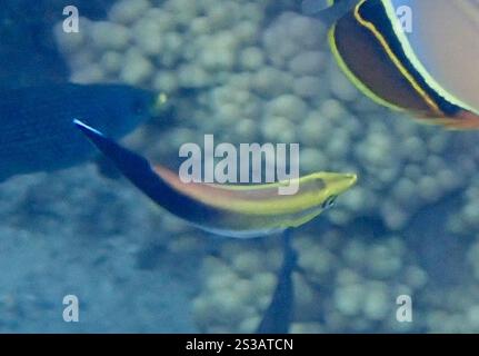 Breastspot Cleanerfish (Labroides pectoralis Stock Photo - Alamy