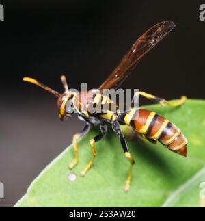 Caribbean Paper Wasp (Polistes crinitus Stock Photo - Alamy
