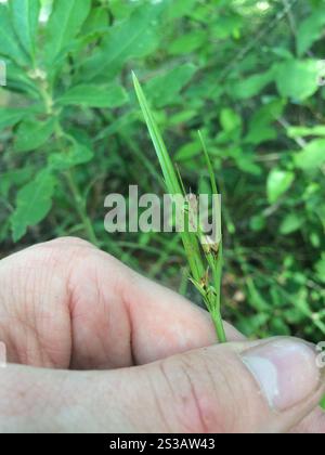 Whip Nutrush (Scleria triglomerata Stock Photo - Alamy
