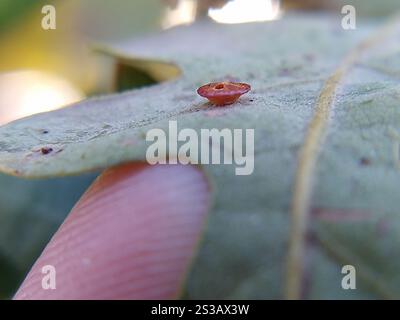 Disc Gall Wasp (Feron parmula Stock Photo - Alamy