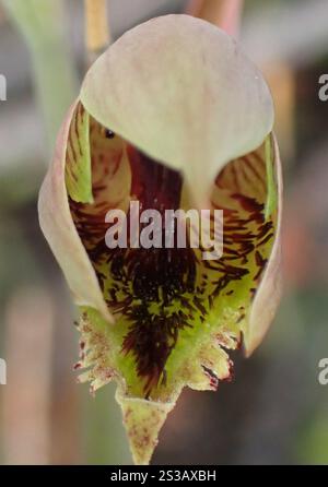 pale beard orchid (Calochilus herbaceus Stock Photo - Alamy
