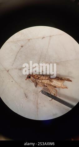 Rhomboid Tortrix (Acleris rhombana Stock Photo - Alamy