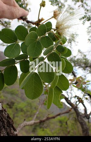 poison-pod false-thorn (Albizia versicolor Stock Photo - Alamy