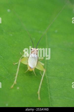 Trigs and Sword-tailed Crickets (Trigonidiinae Stock Photo - Alamy