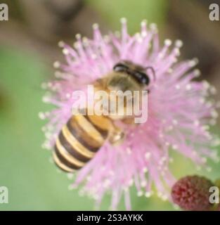 Black-banded Honey Bee (Apis nigrocincta Stock Photo - Alamy