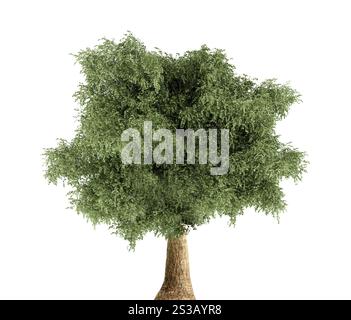 Potted bamboo plant isolated on white background Stock Photo - Alamy