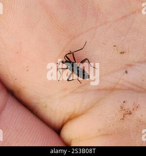 Water Crickets (Velia Stock Photo - Alamy
