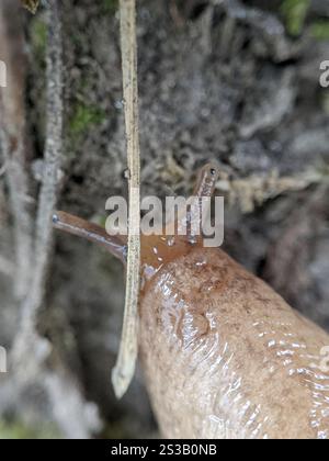 Milky Slug (Deroceras reticulatum Stock Photo - Alamy