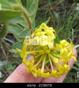 Fire Curryflower (Lasiosiphon anthylloides Stock Photo - Alamy