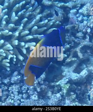 Bluegirdle Angelfish (Pomacanthus navarchus Stock Photo - Alamy