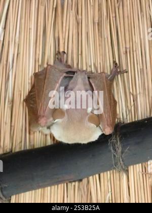 Epauletted Fruit Bats (Epomophorus Stock Photo - Alamy