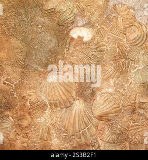 Abstract shell sediment background Stock Photo - Alamy