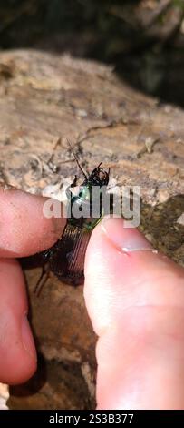 Alexander Beetle (Megadromus antarcticus Stock Photo - Alamy