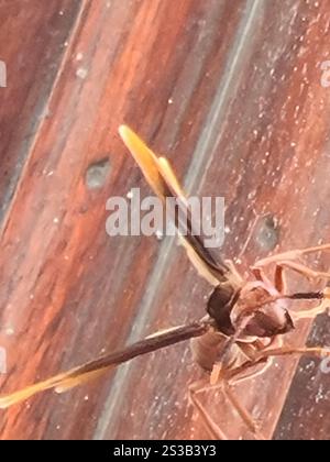 Neotropical Red Paper Wasp (Polistes canadensis Stock Photo - Alamy