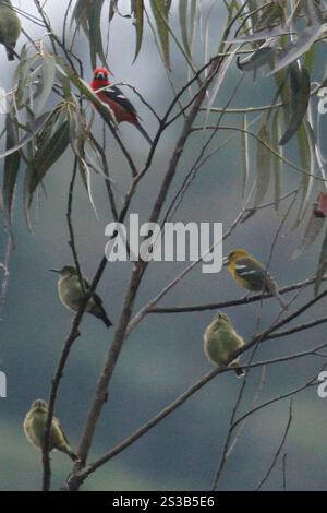 White-winged tanager (Piranga leucoptera), male perched on a branch in ...