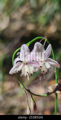 pale vanilla lily (Arthropodium milleflorum) Plantae Stock Photo - Alamy