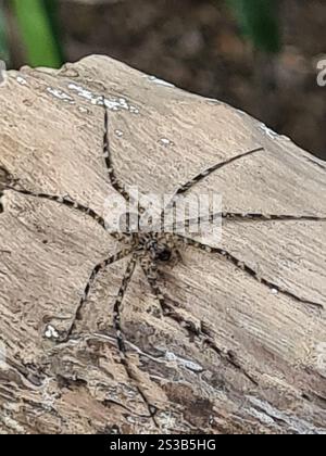 trechaleid spiders (Trechaleidae Stock Photo - Alamy