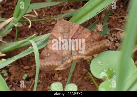 Banded Falsethorn (Mocis mayeri Stock Photo - Alamy