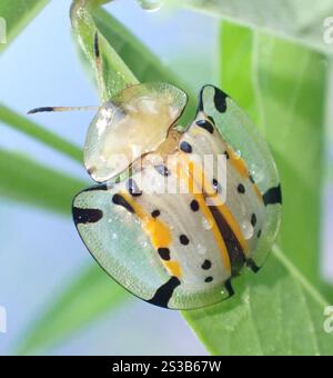 Asian Spotted Tortoise Beetle (Aspidimorpha miliaris Stock Photo - Alamy