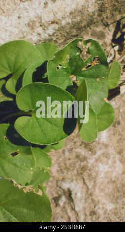 kidney weed (Dichondra repens Stock Photo - Alamy