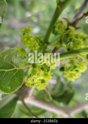 buffalo-thorn (Ziziphus mucronata Stock Photo - Alamy
