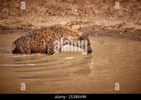 spotted hyena (Crocuta crocuta) trying to catch fish in a pond, South ...
