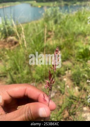 bristle-leaved red-top grass (Melinis nerviglumis) Plantae Stock Photo ...