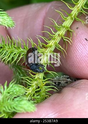 Garden Weevil (Phlyctinus callosus Stock Photo - Alamy