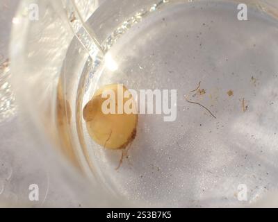pond fingernailclam (Musculium securis Stock Photo - Alamy
