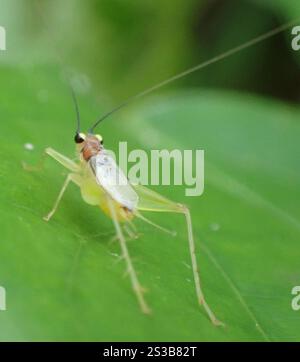 Trigs and Sword-tailed Crickets (Trigonidiinae Stock Photo - Alamy