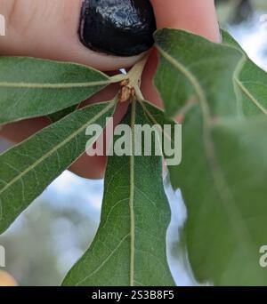 bluejack oak (Quercus incana Stock Photo - Alamy