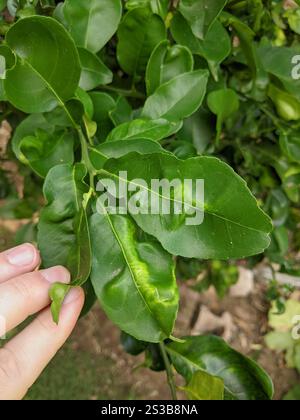 Citrus bud mite (Aceria sheldoni) damage 'Hand of Buddha' distortion to ...