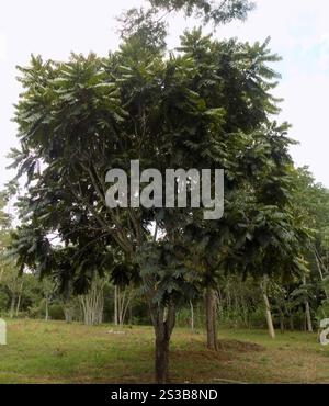 Brazilian Cedarwood (Cedrela fissilis Stock Photo - Alamy