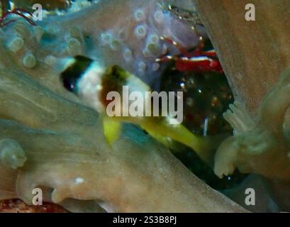 Blackbanded Damsel (Amblypomacentrus breviceps Stock Photo - Alamy