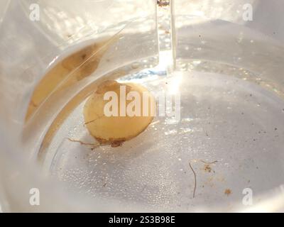 pond fingernailclam (Musculium securis Stock Photo - Alamy