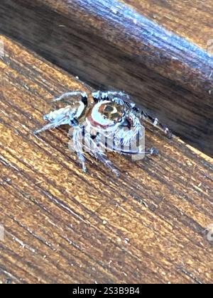 Cyclops Jumping Spider (Opisthoncus polyphemus), Arachnida, Melbourne ...