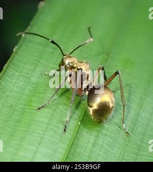 Pure Gold Spiny Sugar ant (Polyrhachis andromache Stock Photo - Alamy