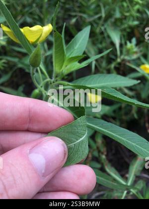water primrose (Ludwigia hexapetala Stock Photo - Alamy