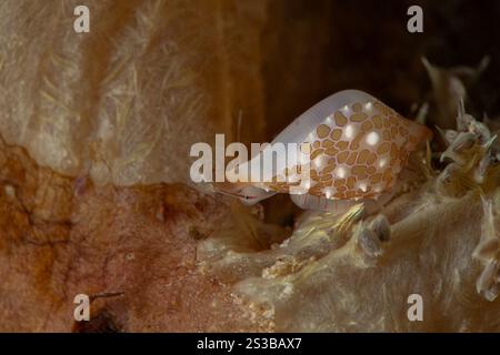 Cowrie. Photo was taken in the island Romblon, Philippines Stock Photo ...