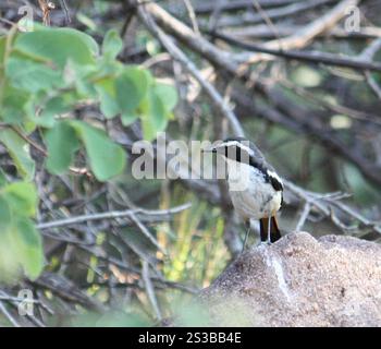 White-throated Robin-Chat Dessonornis humeralis Melalane, Mpumalanga ...