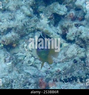 Monarch Damsel (Dischistodus pseudochrysopoecilus Stock Photo - Alamy