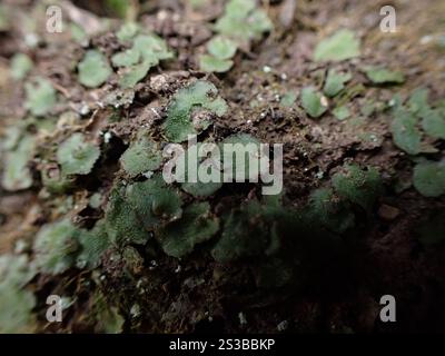 Hemisphaeric Liverwort (Reboulia hemisphaerica Stock Photo - Alamy