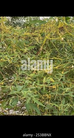 giant dodder (Cuscuta reflexa Stock Photo - Alamy