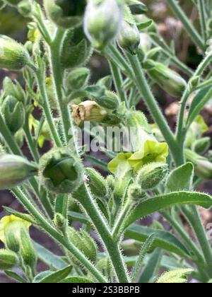 Aztec Tobacco (Nicotiana rustica Stock Photo - Alamy