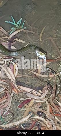 Common keelback (Tropidonophis mairii Stock Photo - Alamy