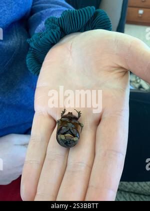 Large Sand Scarab (Pericoptus truncatus Stock Photo - Alamy
